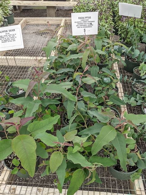 Eucalyptus Plant Care How To Care For Potted Eucalyptus