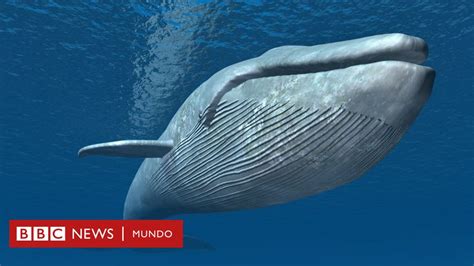 Cómo la ballena azul llegó a convertirse en el animal más grande de la