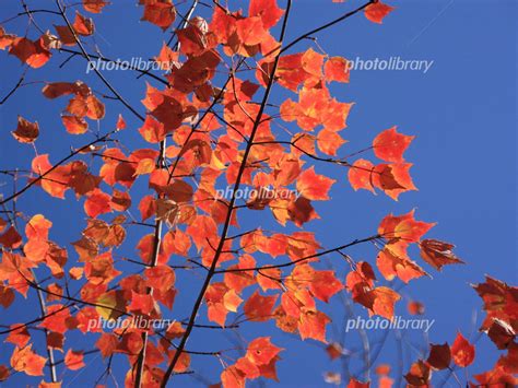 Photolibrary