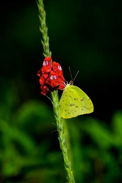 Orange Barred Sulfur Butterfly Project Noah