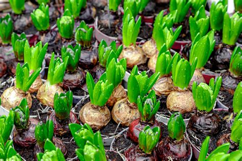 Hyacinth Plant Care Growing Guide