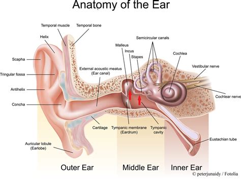 Special Senses The Ear Hearing Auditory Diagram Quizlet