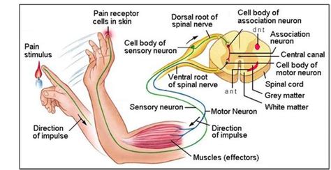 Reflex Arc Labeled Brain Model
