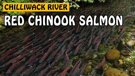 Thousands Of Spawning Chinook Salmon Fishing With Rod Youtube