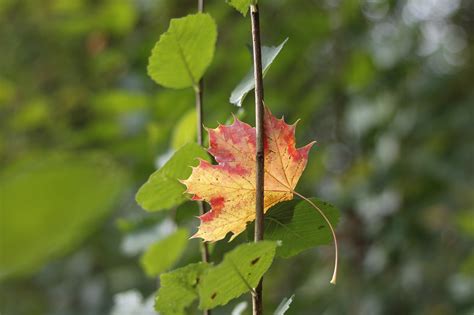 Hoja Naturaleza Flora Al Aire Foto Gratis En Pixabay Pixabay