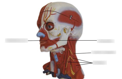 BIOL213 Deep Muscles Of The Head And Neck Lateral View Diagram Quizlet
