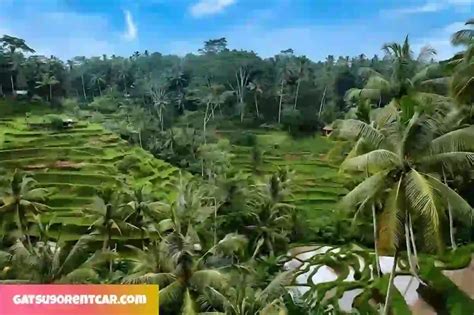 Tegalalang Rice Terrace Berkunjung Ke Objek Wisata Unik Di Bali Blog
