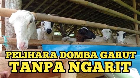 Sukses Ternak Domba Garut Tanpa Ngarit YouTube