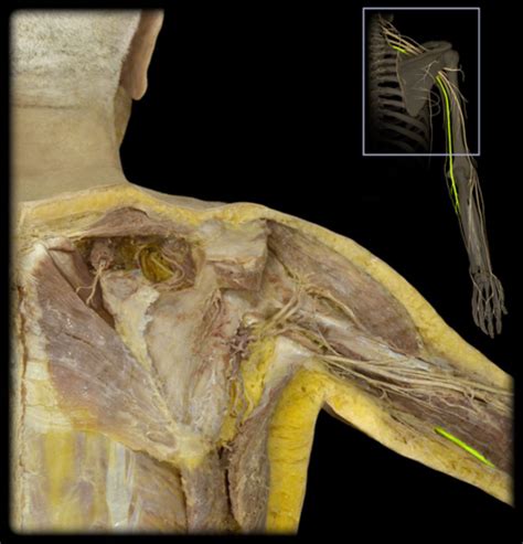 Shoulder And Arm Posterior Flashcards Quizlet