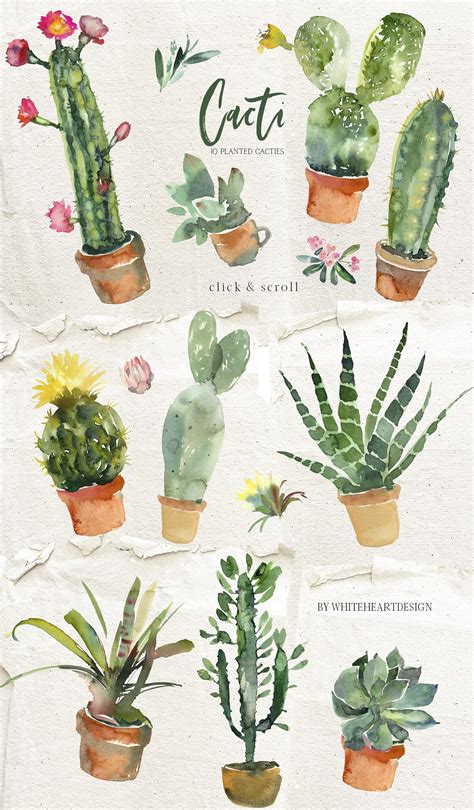 漂亮的手绘仙人掌多肉花卉PNG剪贴画集 Beautiful Hand Painted Cactus Succulent Flower PNG