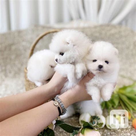 bílá štěňata pomeranian k dispozici bazar Hyperinzerce cz