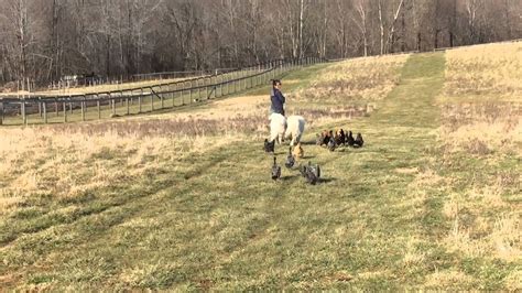 Quack Walk YouTube