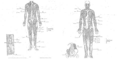 Muscular System Front Back Diagram Quizlet