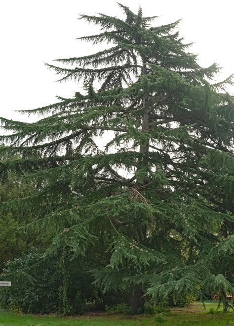 Cèdre bleu de l Atlas Cedrus atlantica Glauca