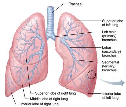 Structures Of The Lower Respiratory Tract Diagram Quizlet