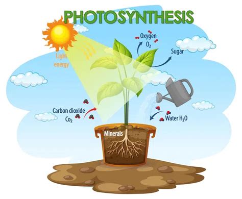 Plant Respiration