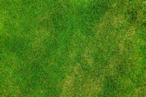 Come Eliminare Le Erbe Infestanti Dal Prato Insieme Senza Muri