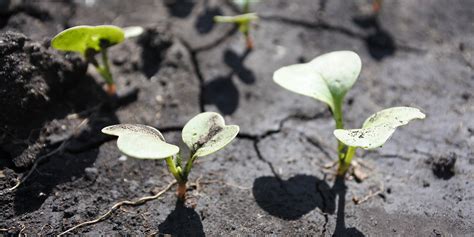 Calendrier Des Semis De Printemps Au Potager