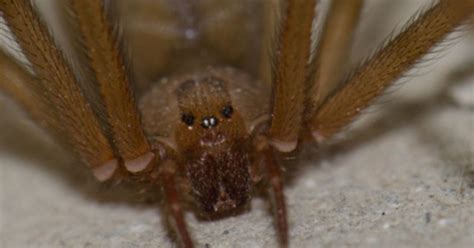 Araña violinista cómo reconocerla y qué hacer si te pica Salud180
