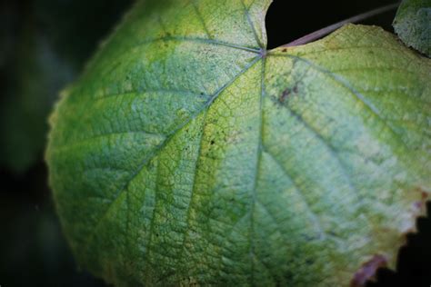 Free Images Tree Nature Sunlight Leaf Flower Food Green