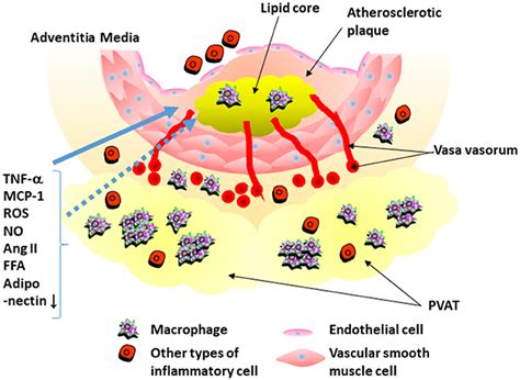 Frontiers Roles Of Perivascular Adipose Tissue In The Pathogenesis Of