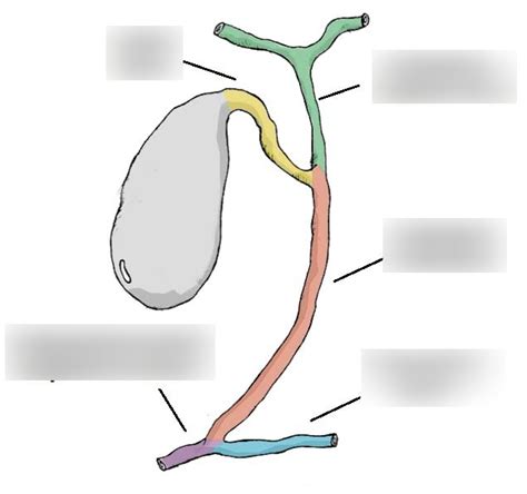 Biliary Tree Diagram Quizlet