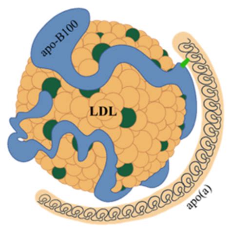 Lipoprotein A As A Marker Of Cardiovascular Health Risk Encyclopedia