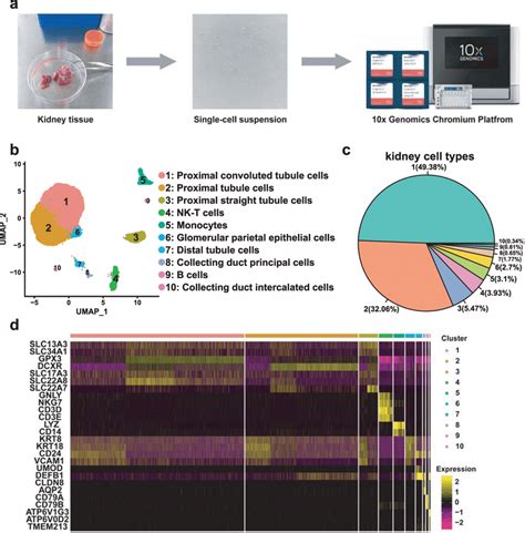 Scrna Seq Reveals The Cell Populations Of The Human Kidney A