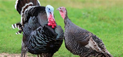 Turkeys
