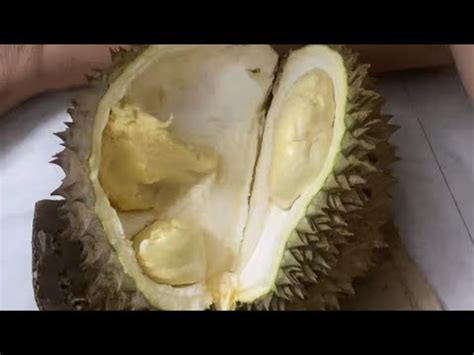 Thèm Sầu Riêng Đang Ngủ Cũng Phải Dậy Chén Cho Thoả Mãn Cơn Thèm