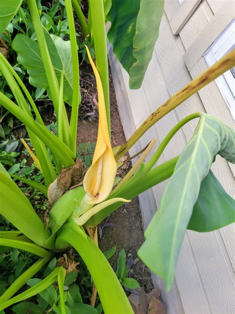 Elephant Ear Showing Off Her Naughty Bits In Broad Daylight Ralocasia