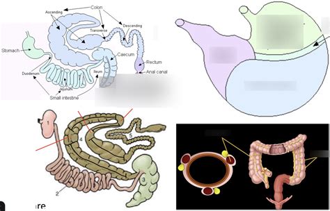 Diagram Of Equine Digestive Tract Quizlet