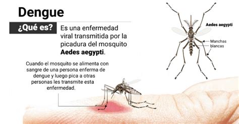 Qu Es El Dengue