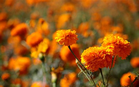 Qué significa la flor de cempasúchil en el altar de Día de Muertos