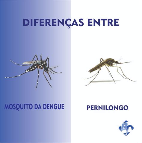 Mosquito Da Dengue Como Identificar Image To U