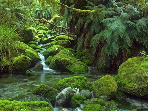 Tinta Pronombre Trivial Temperate Tropical Rainforest Abrasivo Parpadeo