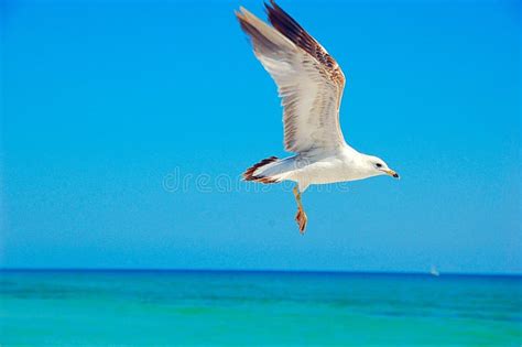 Seagull Flying Over Ocean Stock Image Image Of Flying 70246603