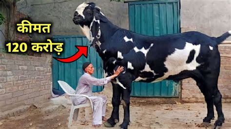दनय क सबस महग बकर कमत 120 करड Most Expensive Goat In The