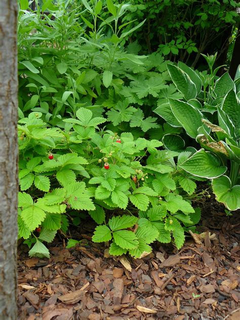 Growing Strawberry Plant Stages