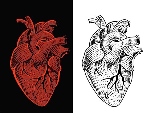 ilustración vectorial corazón humano con estilo de grabado 4246773