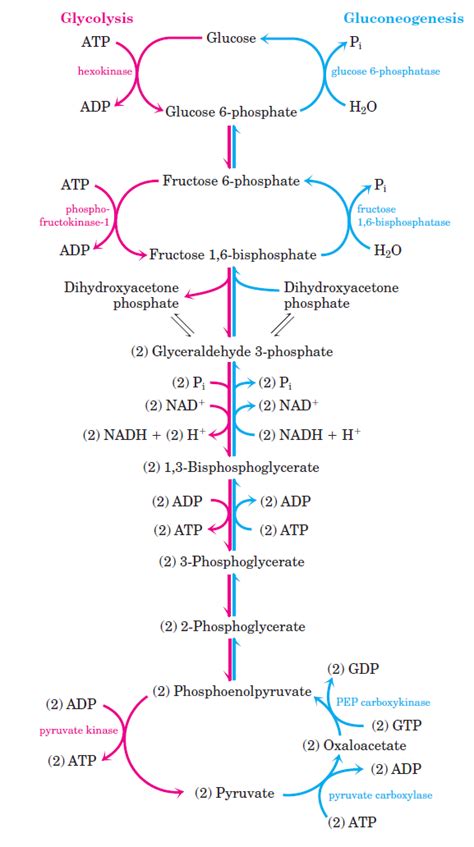 Glycolysis And Gluconeogenesis Comparison