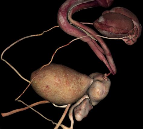 Male Reproductive Diagram Quizlet