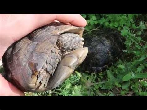 Descubre las sorprendentes diferencias entre tortuga y galápago