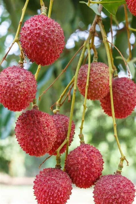 What Is Lychee Fruit What Does It Taste Like Ultimate Guide
