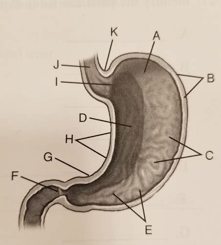 Stomach Esophagus Exam Diagrams Flashcards Quizlet