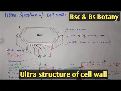 Plant Cell Wall Layers
