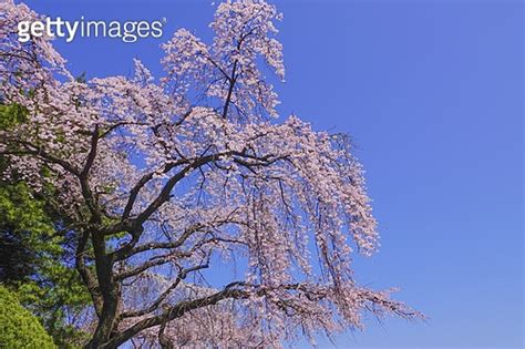 로우앵글 풍경 경치 전경 실외 식물 나무 꽃 봄꽃 봄 분홍색 수양벚꽃 벚꽃 벚나무 분홍색 배경 파란색 하늘 서울국립현충원 서울
