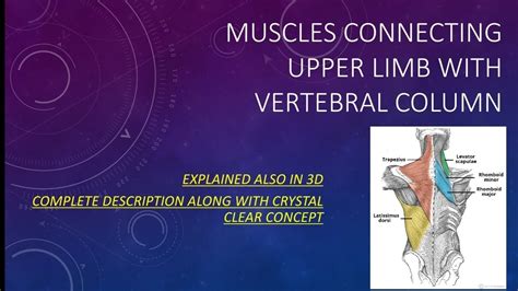 Muscles Connecting To The Upper Limb With Vertebral Column Anatomy