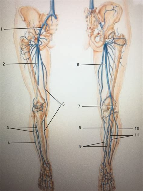 Figure Veins Of The Right Lower Limb Diagram Quizlet