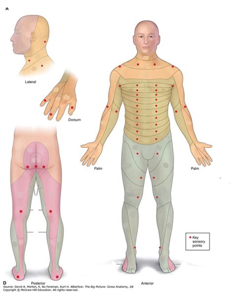 REHAB 544 Upper Extremity ASIA Dermatomes Diagram Quizlet